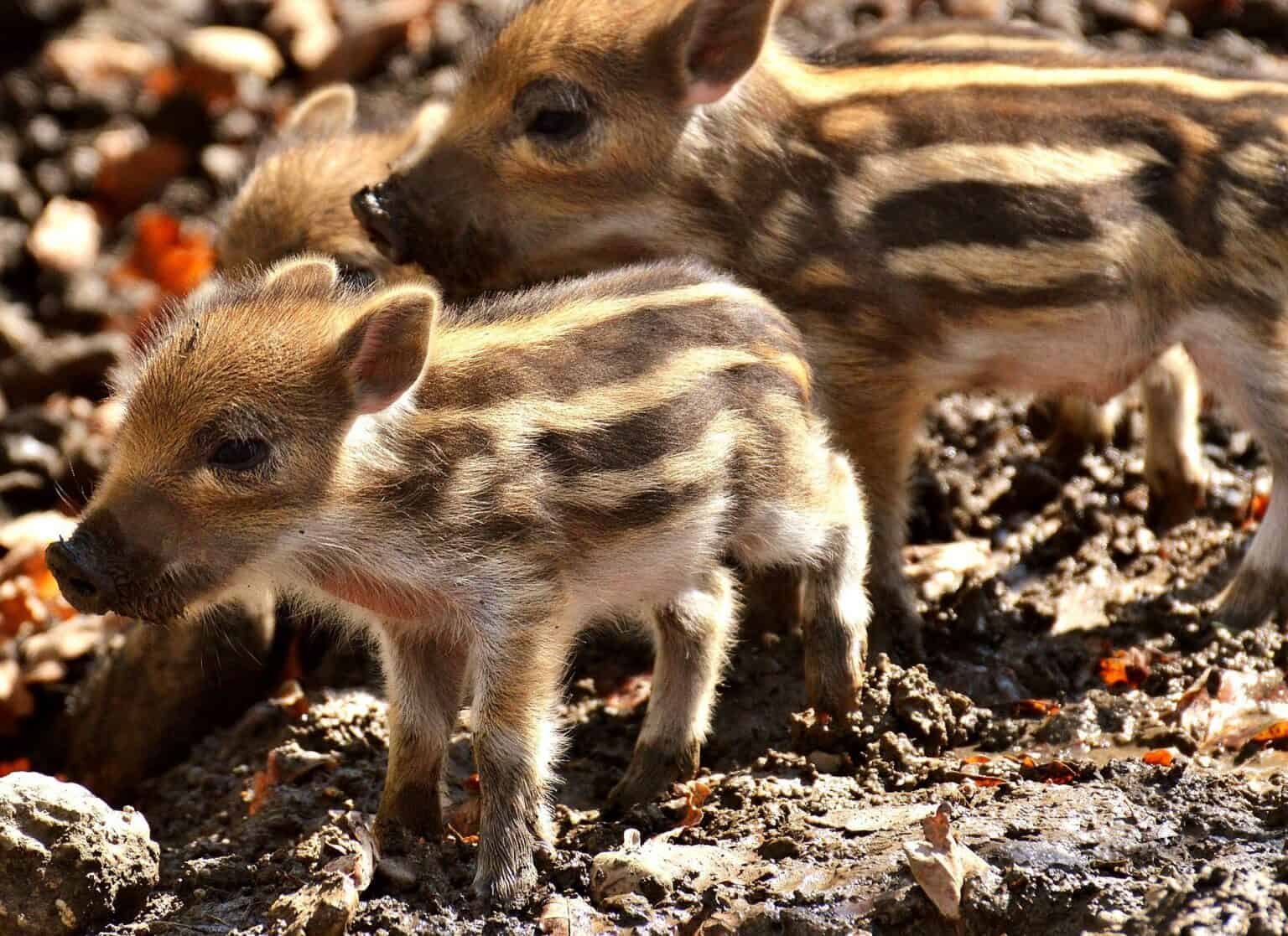 Wildpark Ortenburg - Schloss, Tiere & Vögel