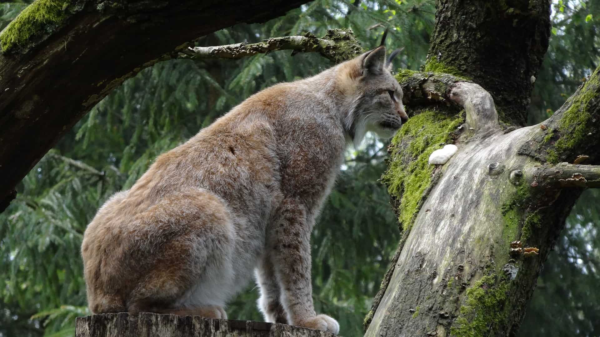 Wildpark Pforzheim - Parkgebühr=Eintritt!